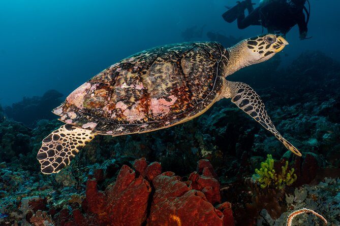 Open Water + Advanced Course - Premium Certifications Package in Pemuteran, Bali - Introduction: An Authentic Dive Experience in Bali