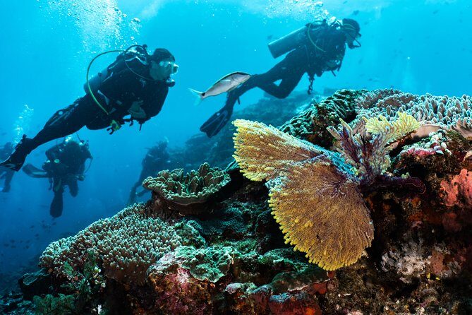 Open Water + Advanced Course - Premium Certifications Package in Pemuteran, Bali - The Sum Up: Is This a Good Fit?