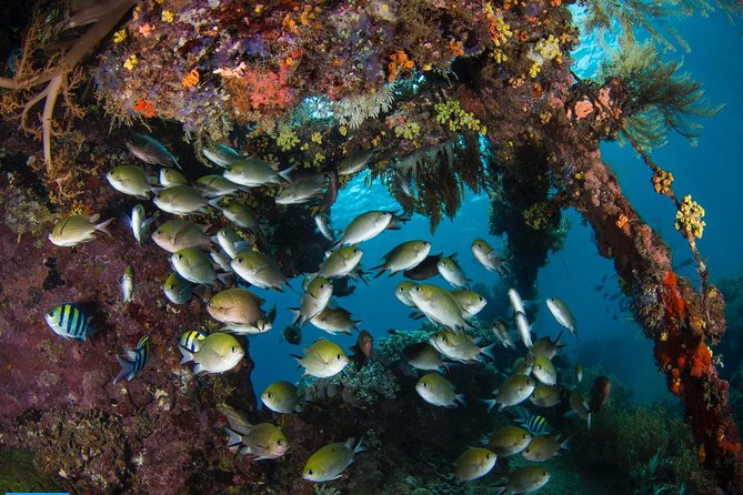 Open Water + Advanced Course - Premium Certifications Package in Tulamben - Practical Considerations