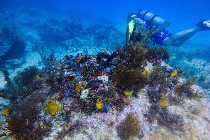 Open Water Certification Course-PADI - The Itinerary: A Day-by-Day Breakdown