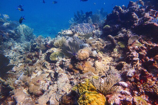 Open Water Certification Course-PADI - FAQ
