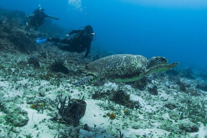 Open Water Course Cozumel - An In-Depth Look at the Cozumel Open Water Course