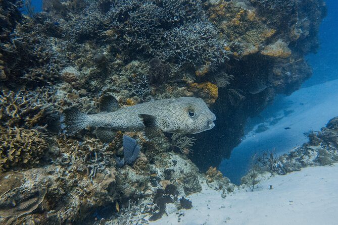 Open Water Course Cozumel - FAQ