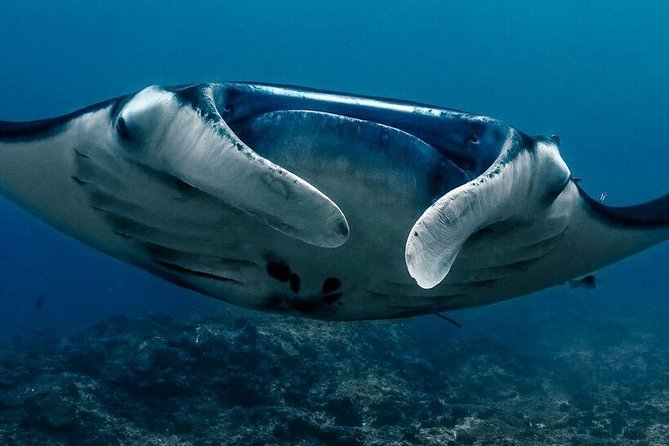 Open Water Course in Nusa Lembongan - Get Certified on remote island (next Bali) - FAQs