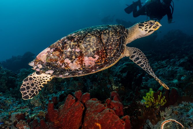 Open Water Course in Pemuteran - Get Certified in Bali - The Detailed Experience: What to Expect