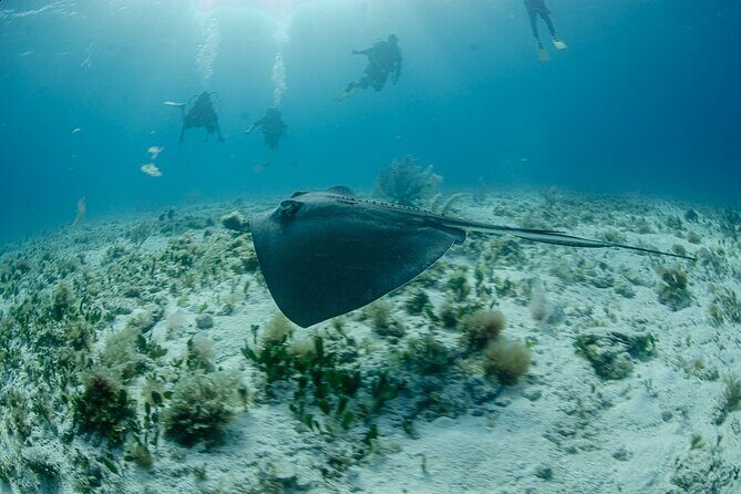 Open Water course Isla Mujeres - Authentic Voices and Insights