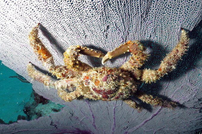 Open Water Diver 2-Day PADI Course in Playa del Carmen - Final Thoughts