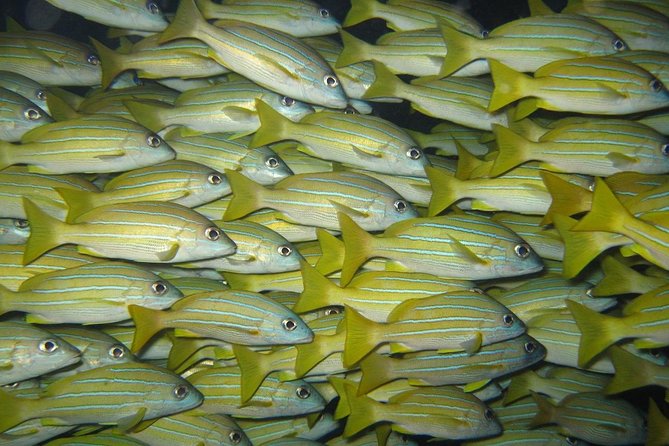 Open Water Diver Course in Lanzarote - Exploring Lanzarotes Underwater Wonders