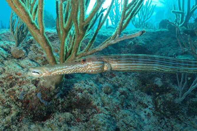 Open Water Diver course PADI including underwater video - Who This Tour Is Perfect For