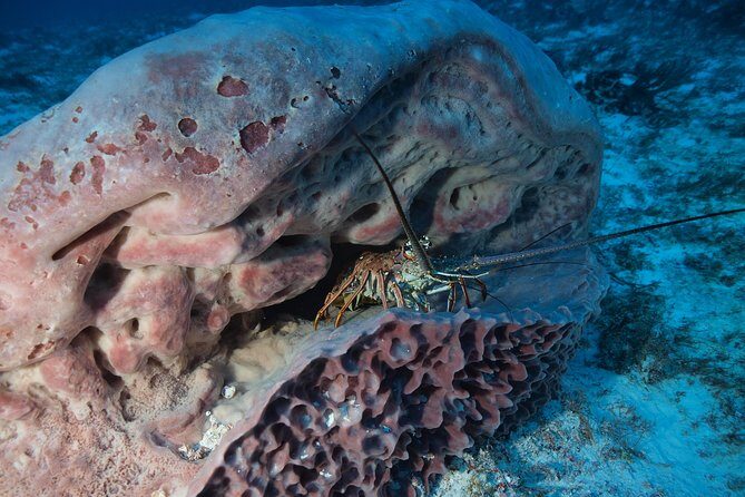 Open Water Diver course PADI including underwater video - Frequently Asked Questions