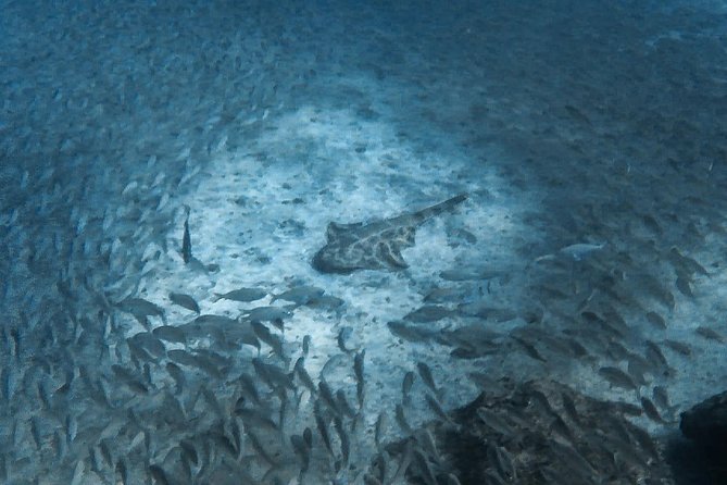 Open Water Diver Scuba Diving Course in Puerto De Mogan - Marine Life and Photography