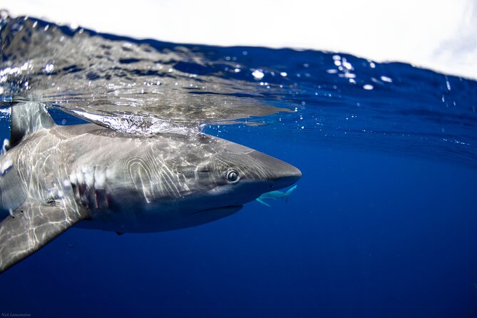 Open Water Shark Dive - Safety and Participation Requirements