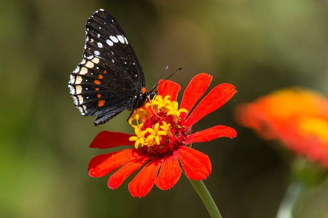 Openwork butterfly garden - Location and Getting There