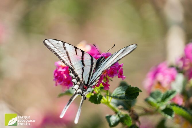 Openwork butterfly garden - Practical Tips for Visitors