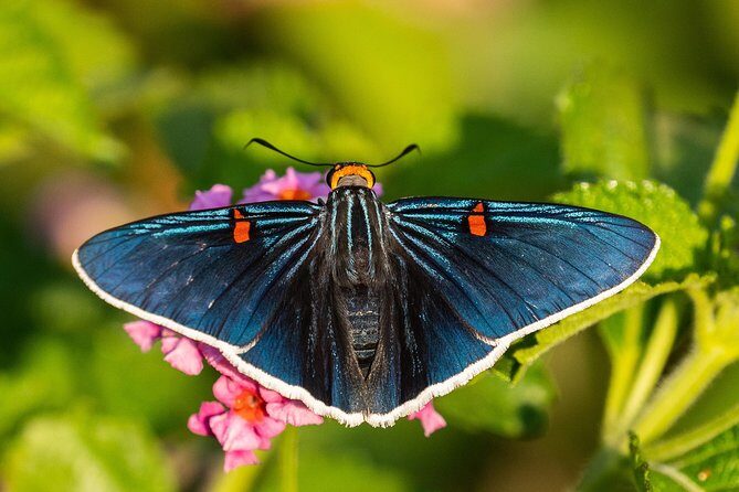 Openwork butterfly garden - What We Love About This Experience