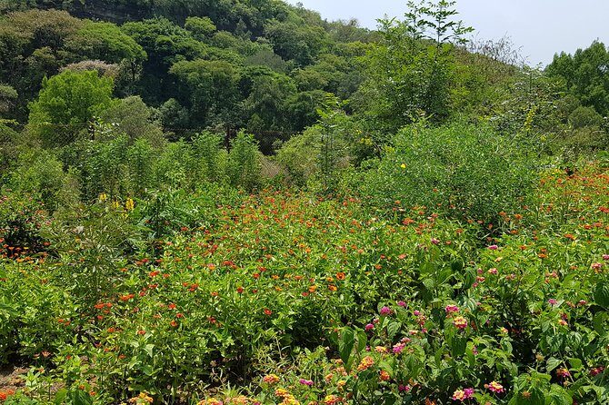 Openwork butterfly garden - Possible Considerations