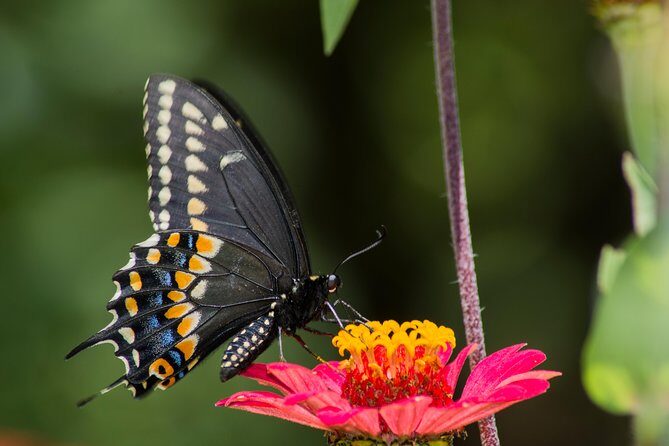 Openwork butterfly garden - Who Should Visit?