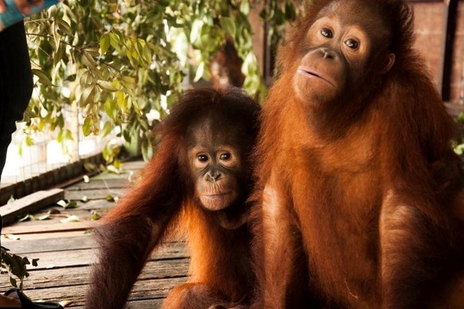 Orang Utan Island and Perak Tong Cave Temple Day Tour from Kuala Lumpur - Detailed Breakdown of the Itinerary