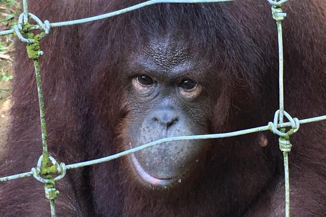 Orang Utan Island Day Tour - What’s Included and What’s Not