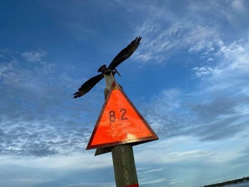 Orange Beach: Dolphin Eco Sunset Cruise aboard The Explorer - Key Points