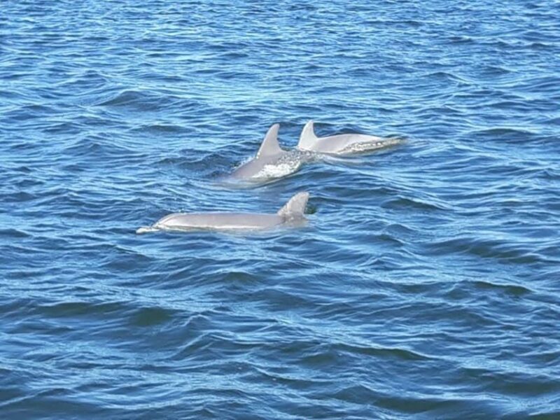 Orange Beach: Dolphin Eco Sunset Cruise aboard The Explorer - FAQs