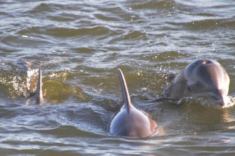 Orange Beach: Dolphin Eco Sunset Cruise aboard The Explorer - Review Highlights: What Travelers Say