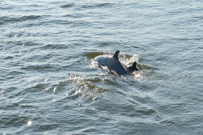 Orange Beach Dolphin Sailing Cruise Aboard Catamaran - Customer Experiences and Feedback