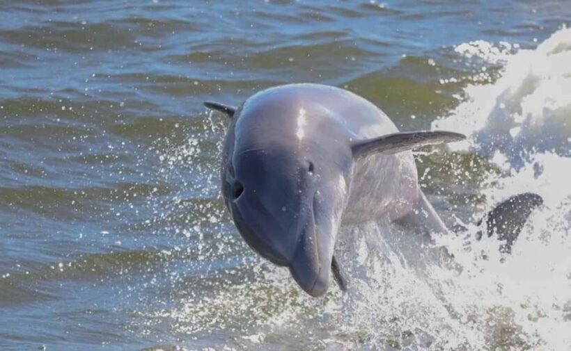 Orange Beach: Dolphin-Watching Eco-Boat Tour - An In-Depth Look at the Orange Beach Dolphin Eco-Boat Tour