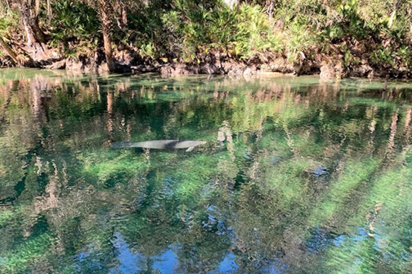 Orange City: Blue Spring State Park SUP & Kayaking Tour - An Overview of the Tour Experience