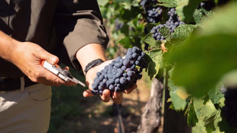 Orange: Explore with Swinging Bridge - Guided Tour & Tasting - Key Points