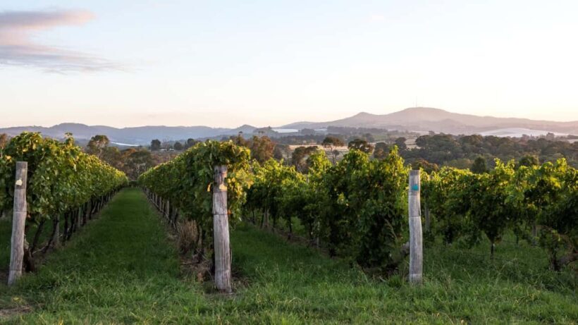 Orange: Explore with Swinging Bridge - Guided Tour & Tasting - The Wine Tasting Experience