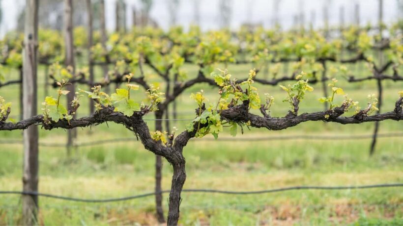 Orange: Indulge with Swinging Bridge - 5-Course Lunch & Tour - The Guided Tour and Wine Tasting