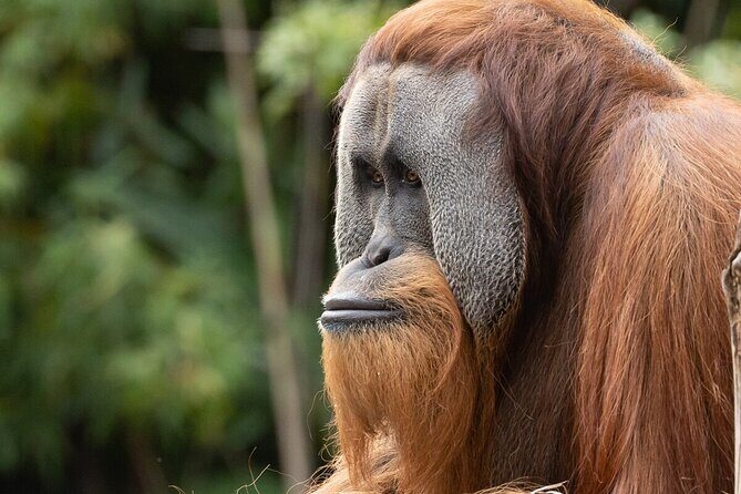 Orangutan Experience at Melbourne Zoo - excl. entry - What You Can Expect from the Tour