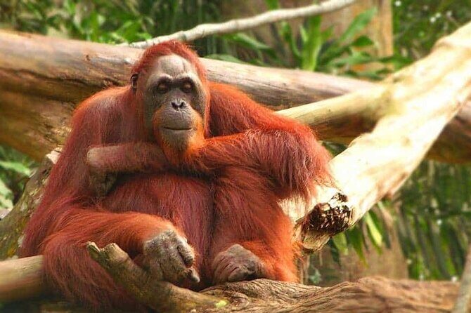 Orangutan Island & Perak Tong Cave Temple Tour from Kuala Lumpur - Key Points
