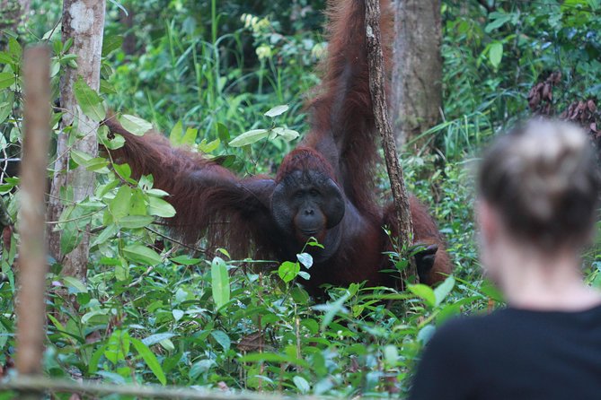 Orangutan Safari Kelotok Houseboat 3 Days 2 Nights Private - Who Should Book This Tour?