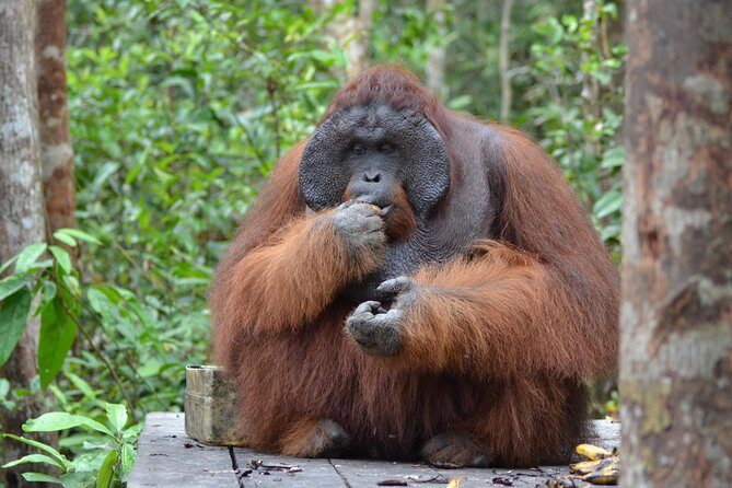 Orangutan Tanjung Puting Day Trip - What’s Included and What to Expect