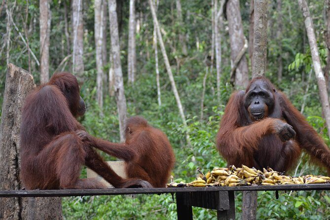 Orangutan Tanjung Puting Day Trip - Who Will Love This Tour?