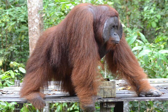 Orangutan Tanjung Puting Day Trip - FAQ