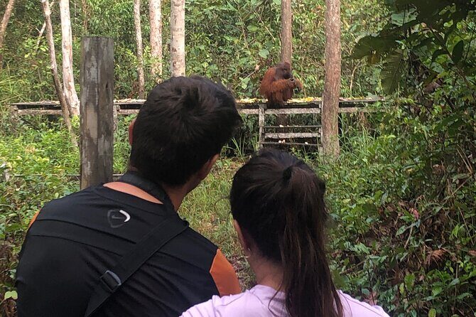 Orangutan Tanjung Puting Honeymoon CoupleTour - Key Points