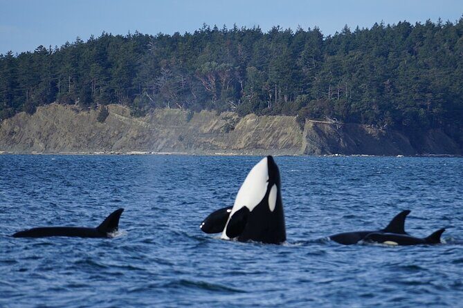 Orca whale tour from Orcas Island - Key Points