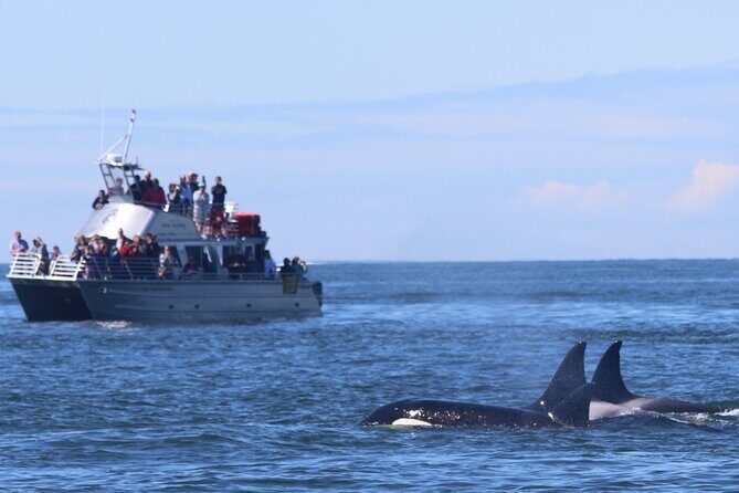 Orca whale tour from Orcas Island - The Itinerary: What to Expect