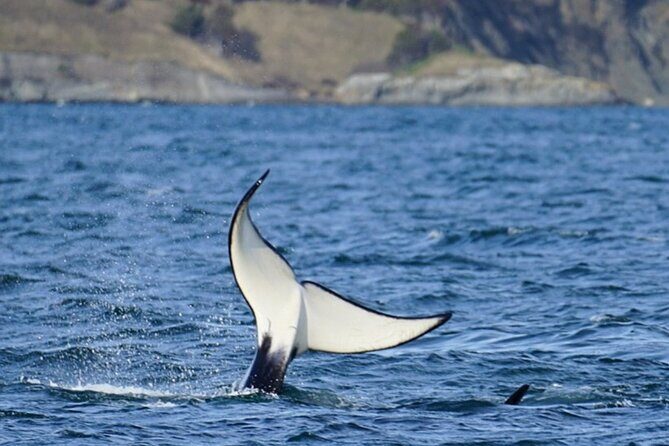 Orca whale tour from Orcas Island - Authentic Experiences and Traveler Feedback