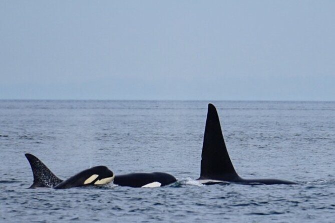 Orca whale tour from Orcas Island - FAQ