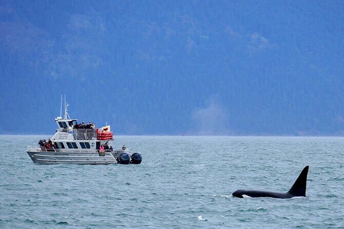 Orca whale tour near Seattle - The Experience and What to Expect