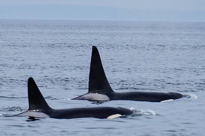 Orca whale tour near Seattle - The Real-World Experience: Insights from Travelers and Reviews