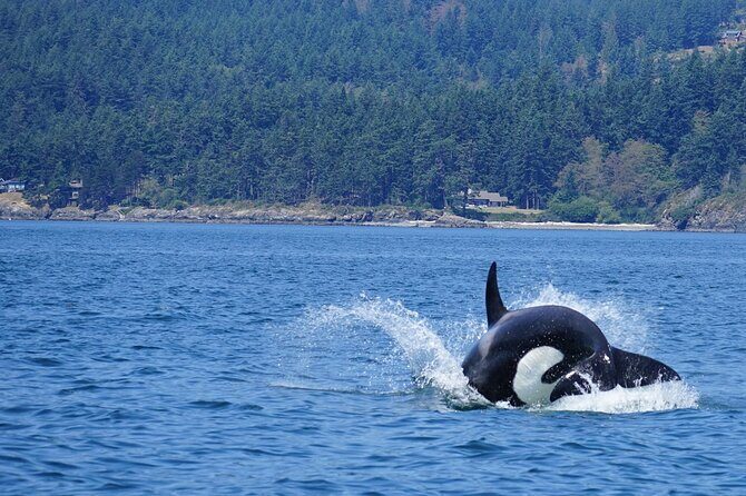 Orca whale tour near Seattle - The Value for Travelers