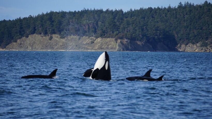 Orcas Island: Orca Whales guaranteed boat tour - An Introduction to the Tour Experience
