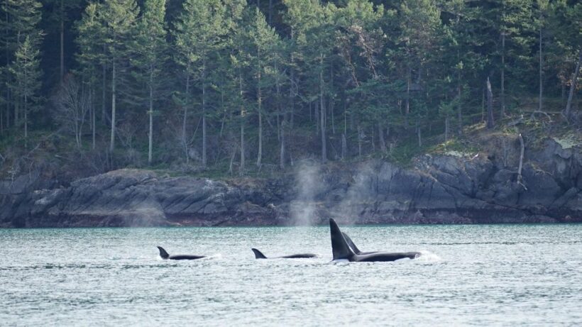 Orcas Island: Orca Whales guaranteed boat tour - The Role of Guides and Boats