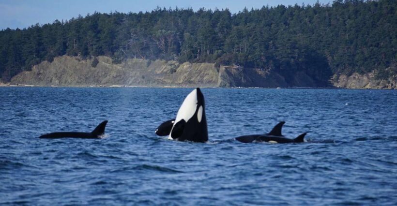 Orcas Island: Orca Whales guaranteed boat tour - Pricing and Value Analysis