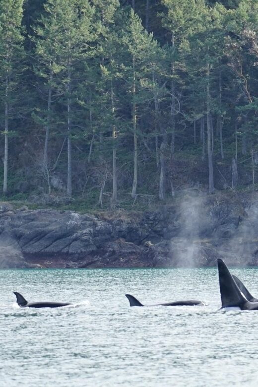 Orcas Island: Orca Whales guaranteed boat tour - Past Travelers’ Perspectives
